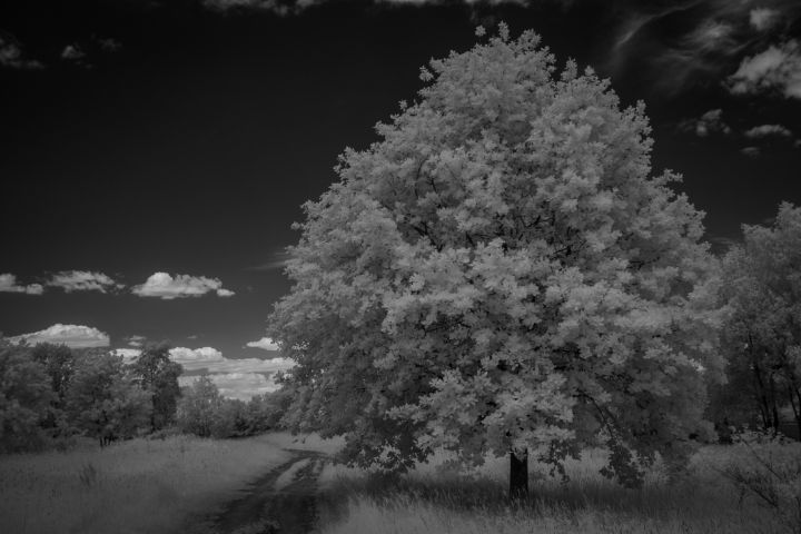 infrared landscapes - Serg Poznansky - Photography, Landscapes & Nature ...
