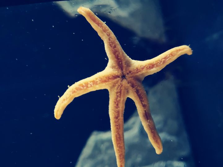 Waving starfish - Dorinda Martin - Photography, Animals, Birds, & Fish ...