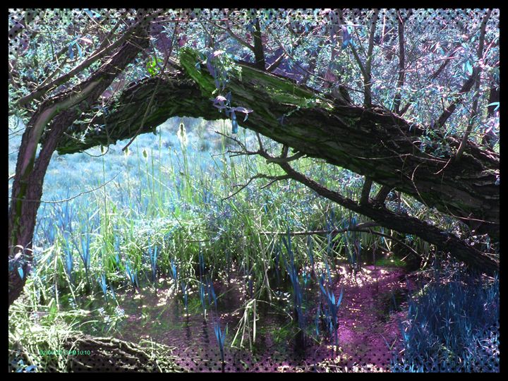 Colorful Log Over Creek - EPitts Art Photography - Digital Art ...