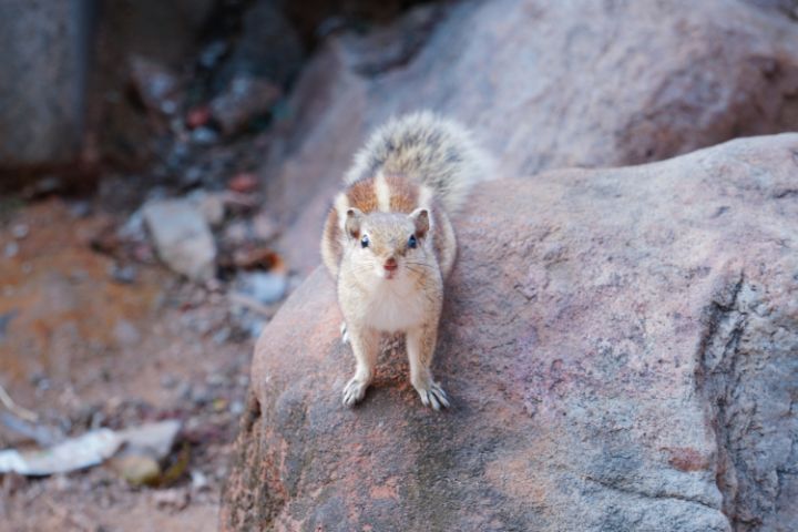 Modelling Squirrel - Snap And Click - Photography, Animals, Birds ...
