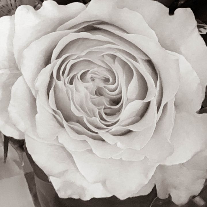 Sepia Rose - Palumbo Photography - Photography, Flowers, Plants ...