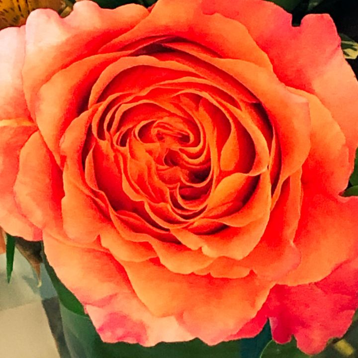 Peach Rose - Palumbo Photography - Photography, Flowers, Plants ...