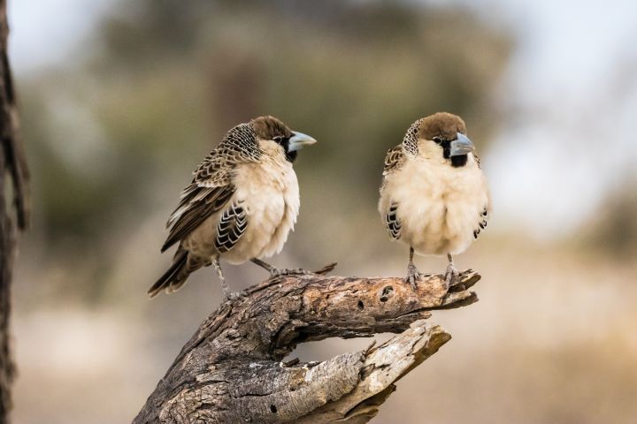 Sociable Weaver, Namibia - Lyl Dil Creations - Photography, Animals ...