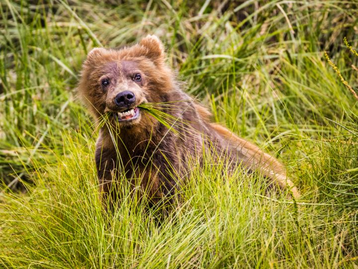 Grizzly cub grazing - Lyl Dil Creations - Photography, Animals, Birds ...