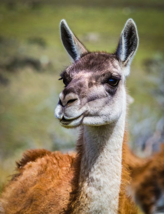 Portrait of a Guanaco, Patagonia - Lyl Dil Creations - Photography ...