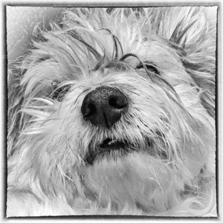 Coton De Tulear Dog - Lyl Dil Creations - Photography, Animals, Birds ...