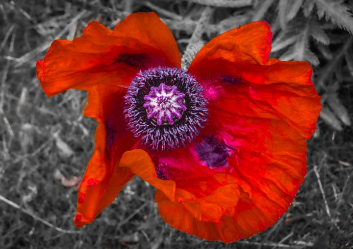 Giant Opium Poppy - selective color - Lyl Dil Creations - Photography ...