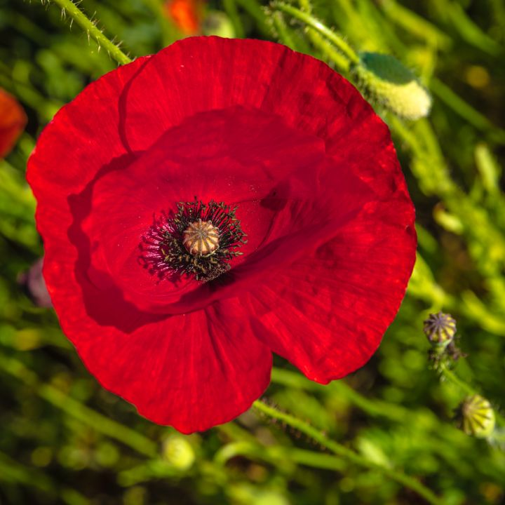 The poppy series #2 - Lyl Dil Creations - Photography, Flowers, Plants ...