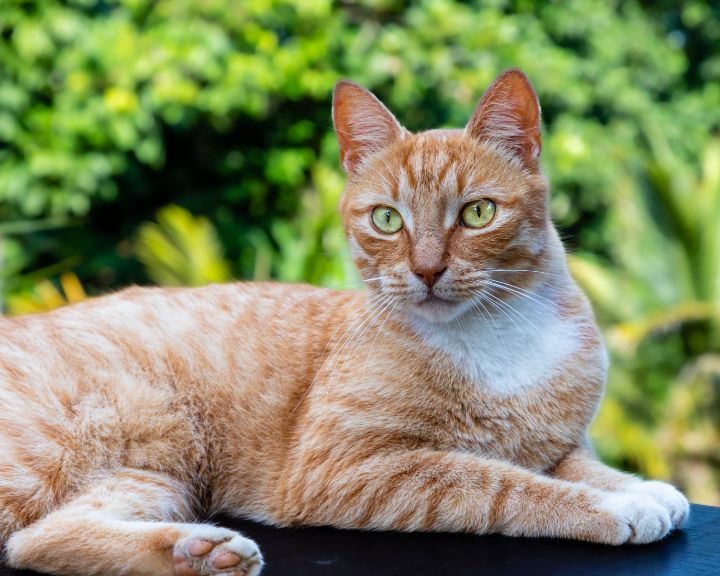 Sweet little kitty - Lyl Dil Creations - Photography, Animals, Birds ...