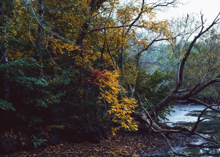 forest after rain - lifeslice - Photography, Landscapes & Nature ...