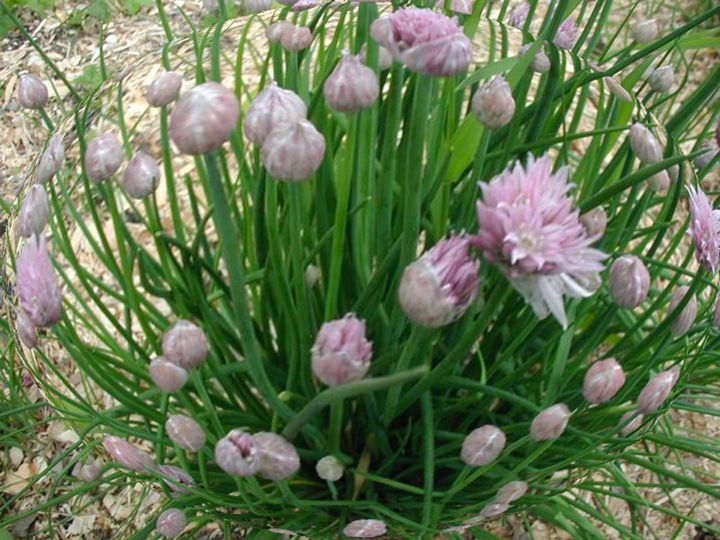 Chives in bloom photograph - jilljj - Photography, Flowers, Plants ...