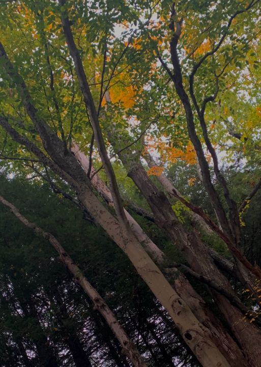 Mountain Road - David Sears - Photography, Landscapes & Nature, Forests ...