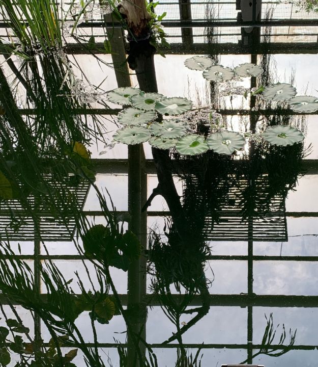 Lily Pond - David Sears - Photography, Flowers, Plants, & Trees ...