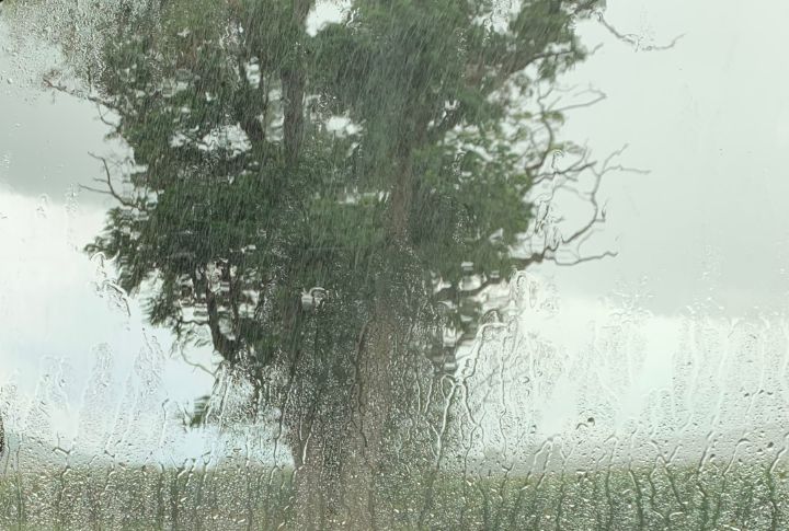 Tree in the rain - David Sears - Photography, Flowers, Plants, & Trees ...