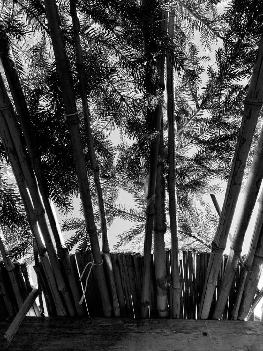 Bamboo and Brackes - David Sears - Photography, Flowers, Plants ...