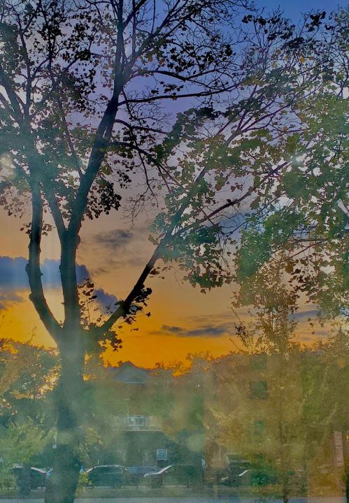 Trees along Ocean Parkway - David Sears - Photography, Flowers, Plants ...