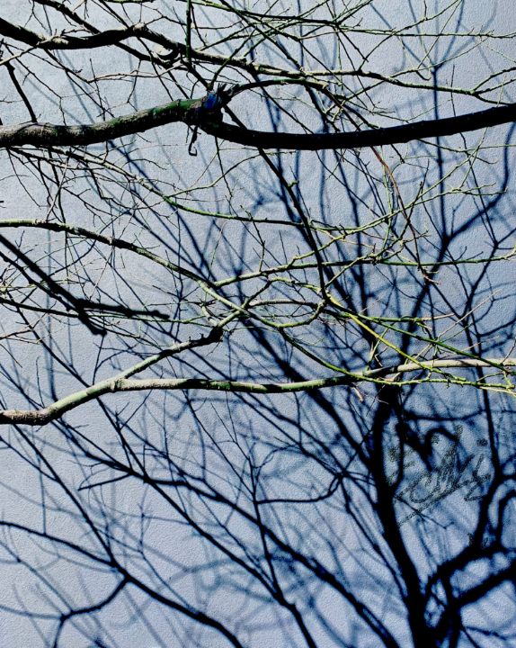 branches and shadows - David Sears - Photography, Flowers, Plants ...