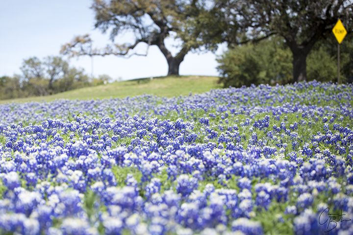 Bluebonnet Field - Cameron The Photographer - Photography, Flowers ...