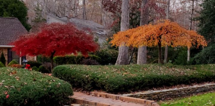 Merry Maples - Tim Andrews Photography - Photography, Flowers, Plants ...