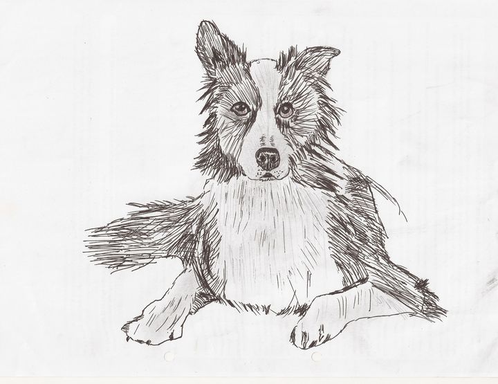 border collie - Tony Antoniou - Paintings & Prints, Animals, Birds ...