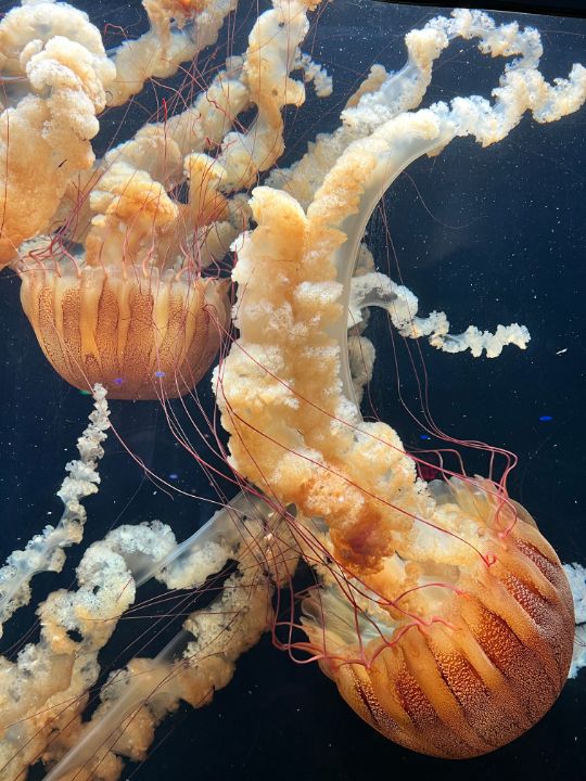 Sharnae Jackson - Photography