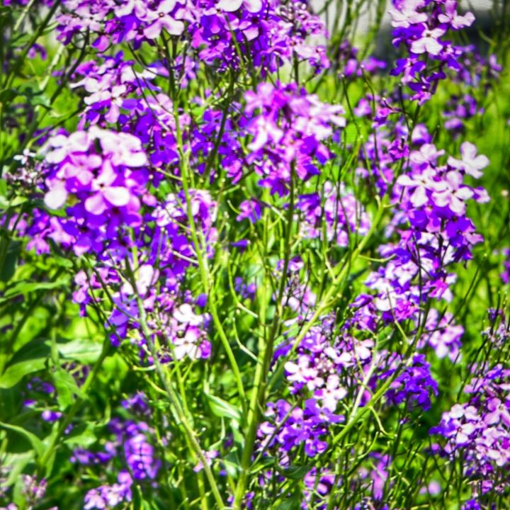 Flowers - Tara’s designs - Photography, Flowers, Plants, & Trees ...