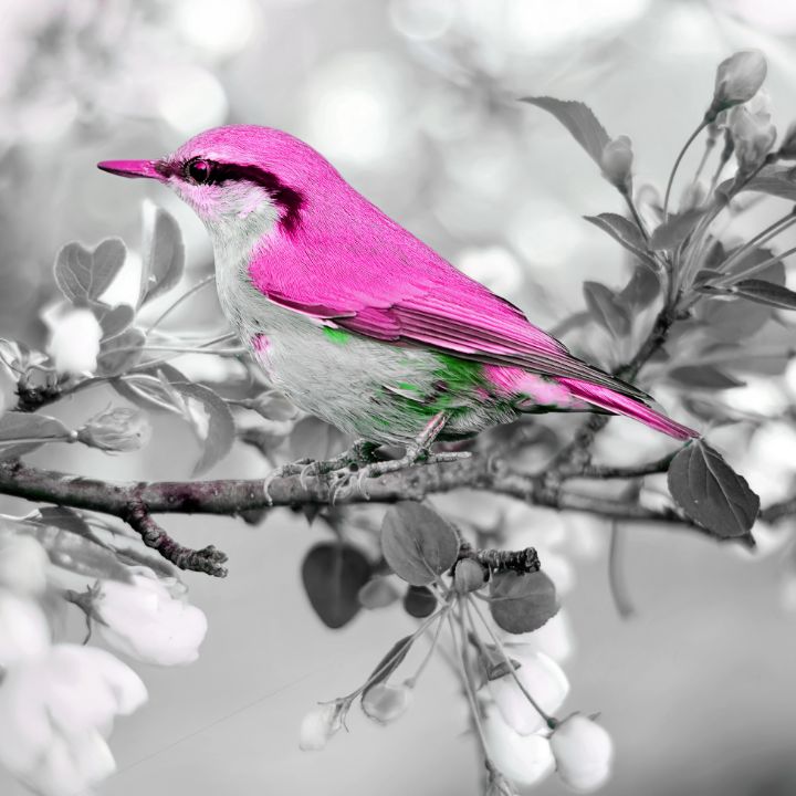 Pink Bird: Colour Splash - Bluemoon - Photography, Animals, Birds ...