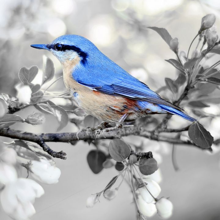 Little Blue Bird: Colour Splash - Bluemoon - Photography, Animals ...
