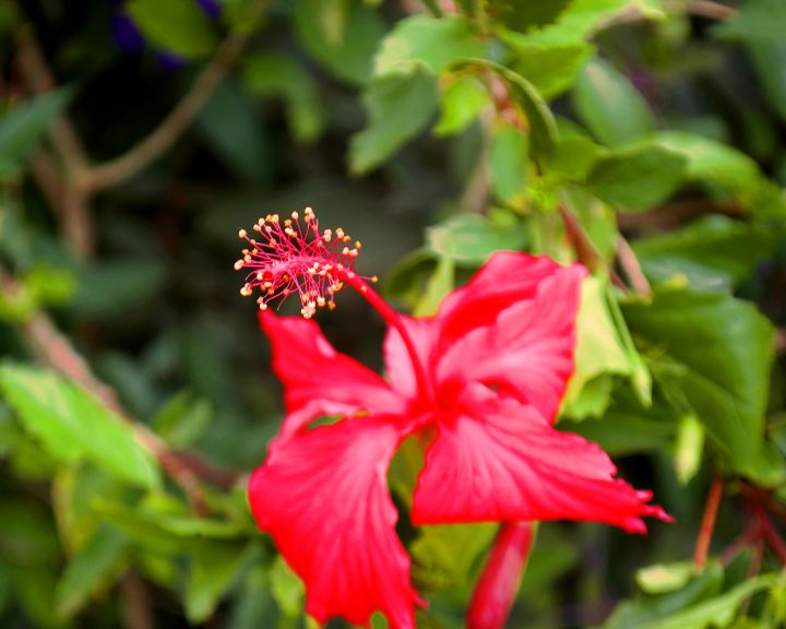 Red flower - Bluemoon - Photography, Flowers, Plants, & Trees, Flowers ...