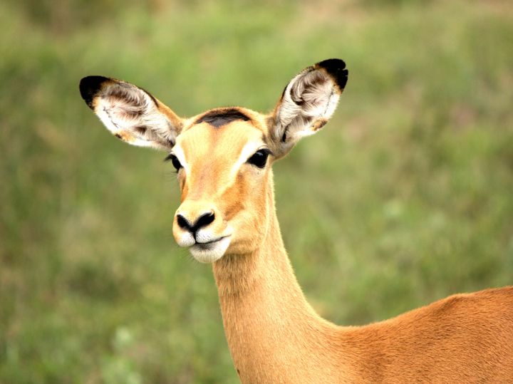 Impala - Peter Ward 78 - Photography, Animals, Birds, & Fish, Other ...