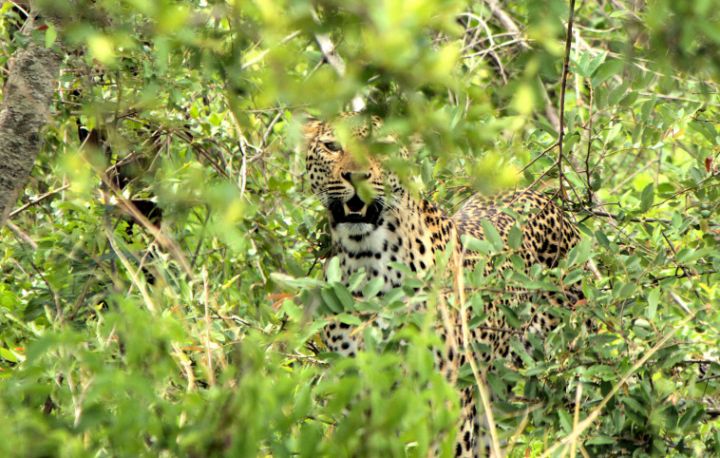 Hiding - Peter Ward 78 - Photography, Animals, Birds, & Fish, Wild Cats ...