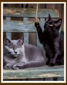 Magic art - Photography, Paintings & Prints