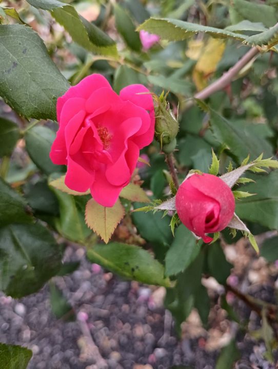 Delightful Red Rose Flower and Bud - In a Flash Photography ...