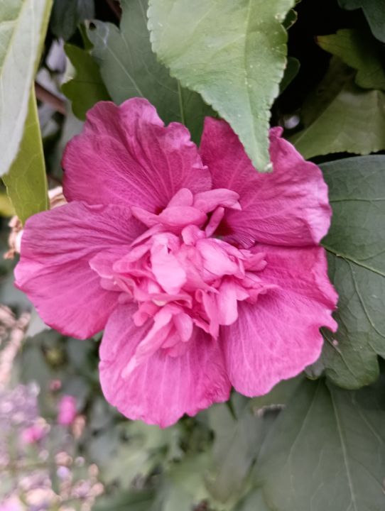 Charming Pink Rose of Sharon Flower - In a Flash Photography ...