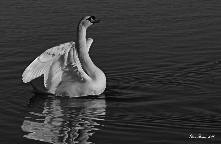 Swan - Steve Stones - Photography, Animals, Birds, & Fish, Birds, Swans ...