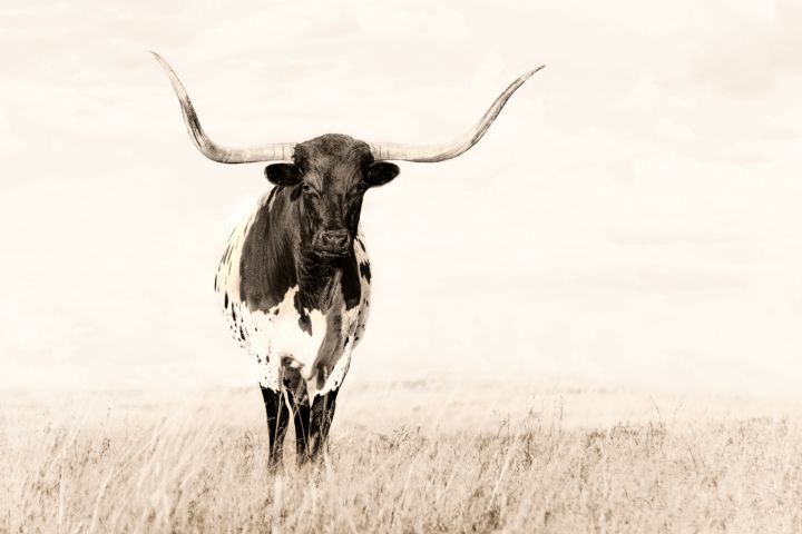 Texas Longhorn Sepia Tones Photograp - Ann Powell Art - Digital Art ...