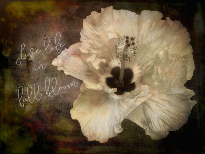 Live Life In Full Bloom Quote - Ann Powell Art - Photography, Flowers ...