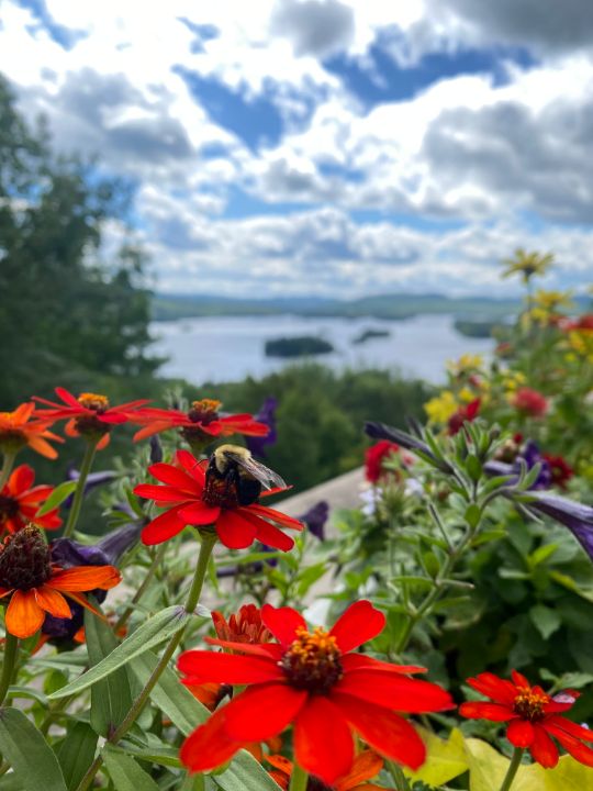 Bee’s Lake View - Mazie’s MazingArt - Photography, Flowers, Plants ...