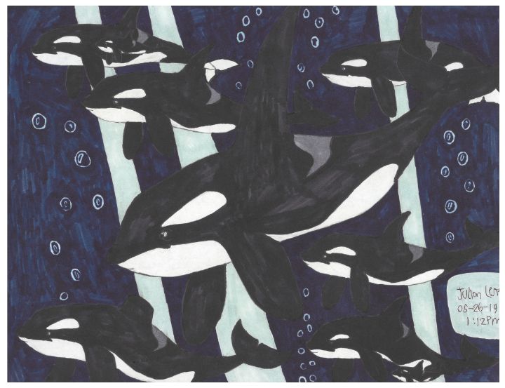 Killerwhales (Orcas) - Julian "Cool Jules" Lester - Drawings ...