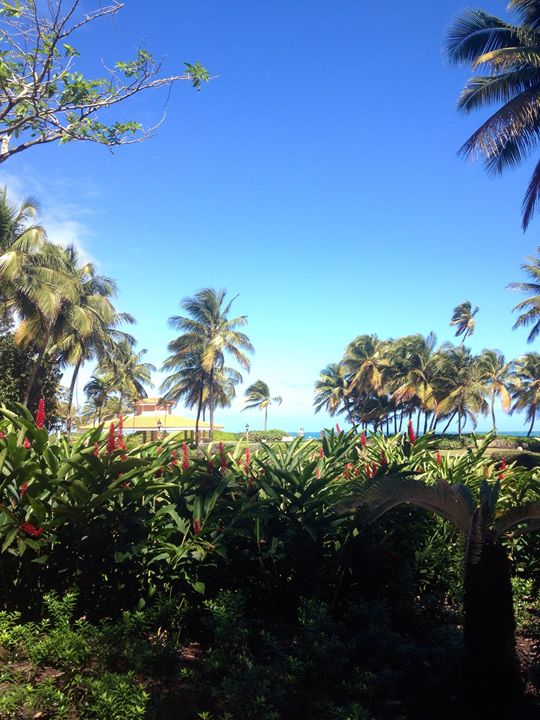 Puerto Rico - Kayla Foye - Photography, Flowers, Plants, & Trees, Trees ...