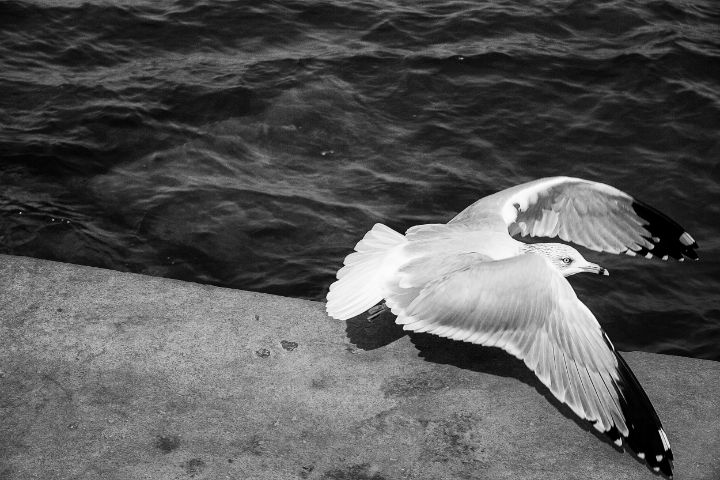 Fight or flight - Christopher Trott Photography - Photography, Animals ...