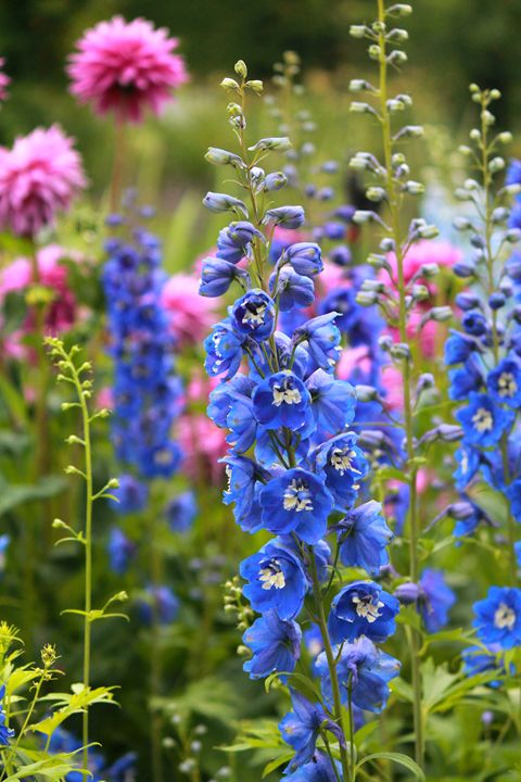 Bright Blue Flowers