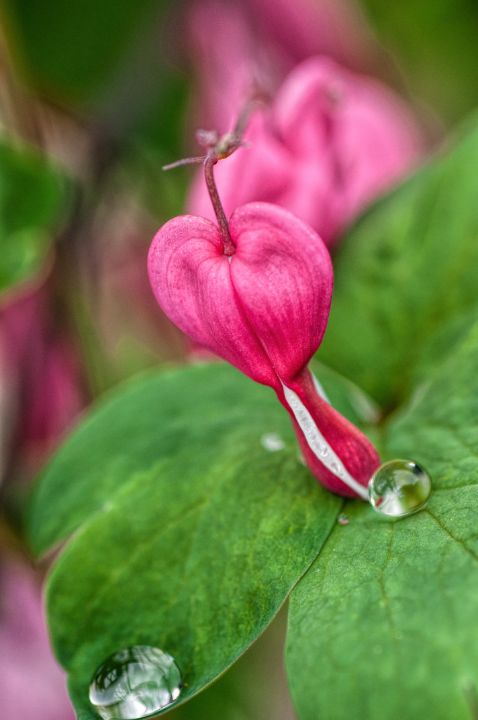 Bleeding Heart Tears - Pamela Dunn-Parrish Photography - Photography ...