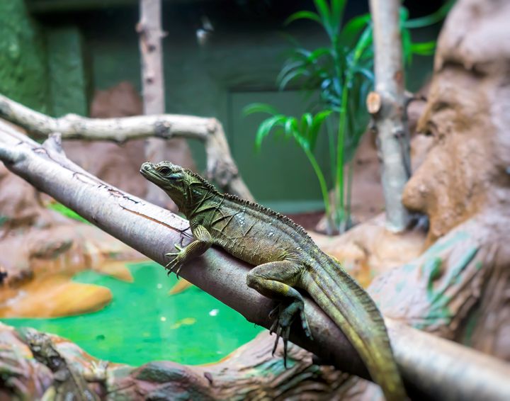 Philippine sailfin lizard - Simon Hark - Photography, Animals, Birds ...
