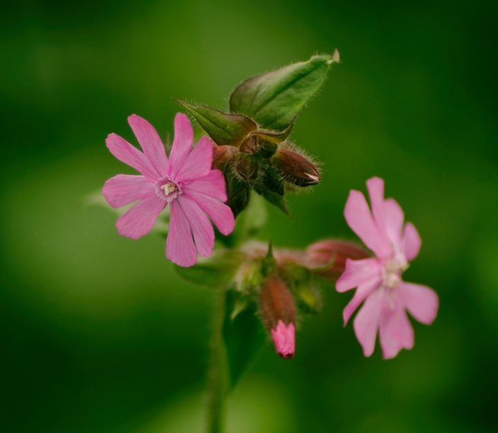 Summer Flowers - Simon Hark - Photography, Landscapes & Nature, Forests ...