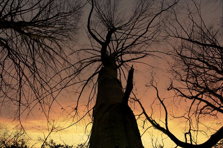 Tree's of Gold - Simon Hark - Photography, Landscapes & Nature, Forests ...