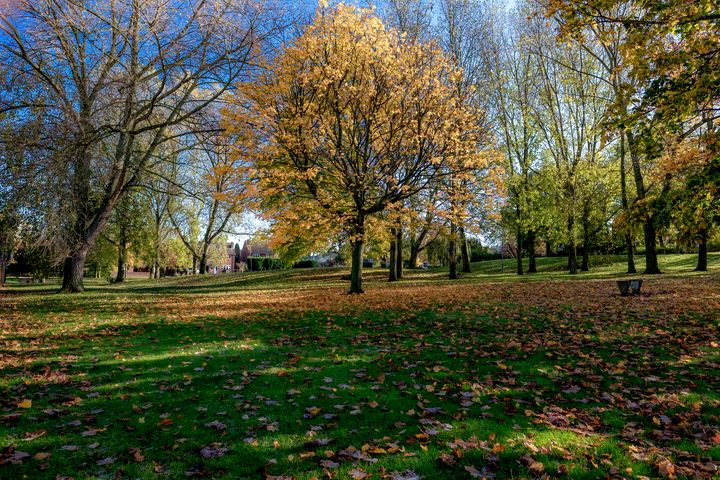Autumn Tree - Simon Hark - Photography, Flowers, Plants, & Trees, Trees ...