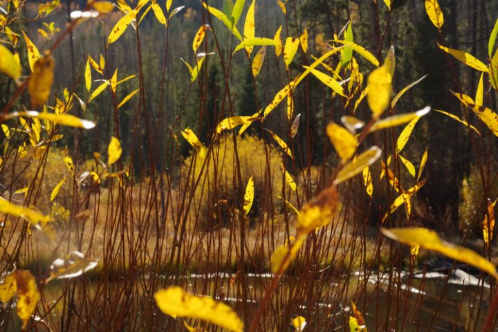 Yellow Reeds - Micah Perry Photography - Photography, Landscapes ...