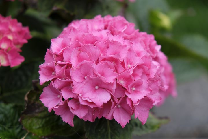 Pink Hortensia - Arjen Postma - Photography, Flowers, Plants, & Trees ...