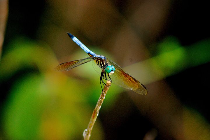 Dragonfly - Emily O'Donnell's Fine Art Photography - Photography ...